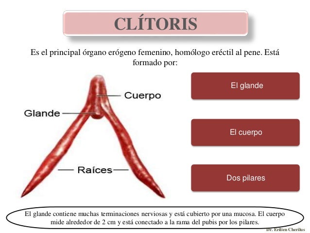 Anatomia del Sistema Reproductor Femenino - Parte I