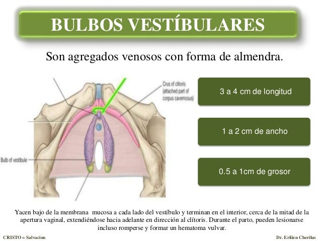 Anatomia del Sistema Reproductor Femenino - Parte I