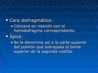 Anatomia del sistema respiratorio | PPT
