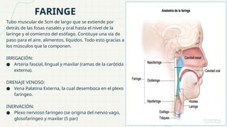ANATOMIA Y FISIOLOGIA DEL SISTEMA RESPIRATORIO.pptx