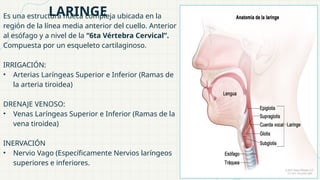 ANATOMIA Y FISIOLOGIA DEL SISTEMA RESPIRATORIO.pptx