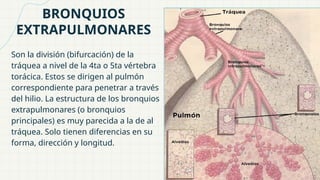 ANATOMIA Y FISIOLOGIA DEL SISTEMA RESPIRATORIO.pptx