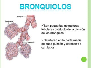 Anatomia del Sistema Respiratorio | PPTX