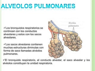 Anatomia del Sistema Respiratorio | PPTX