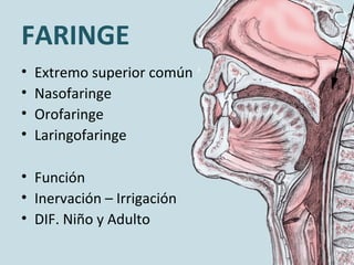 Anatomia del sistema respiratorio listo | PPT