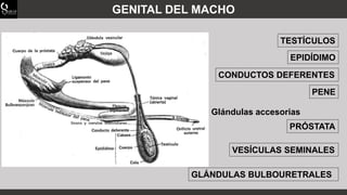 Anatomia del sistema urogenital | PPTX