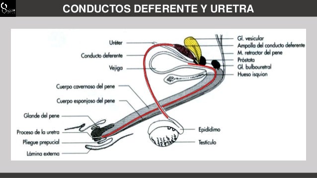 Anatomia del sistema urogenital