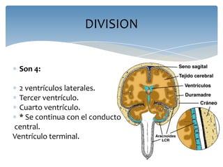 Anatomia del sistema ventricular e irrigacion sanguinea del cerebro | PPT