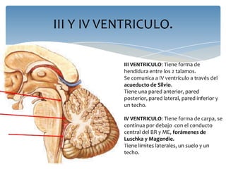 Anatomia del sistema ventricular e irrigacion sanguinea del cerebro | PPT