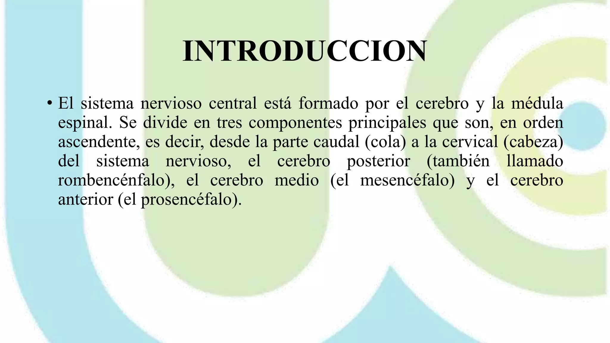 Anatomia del snc | PPTX
