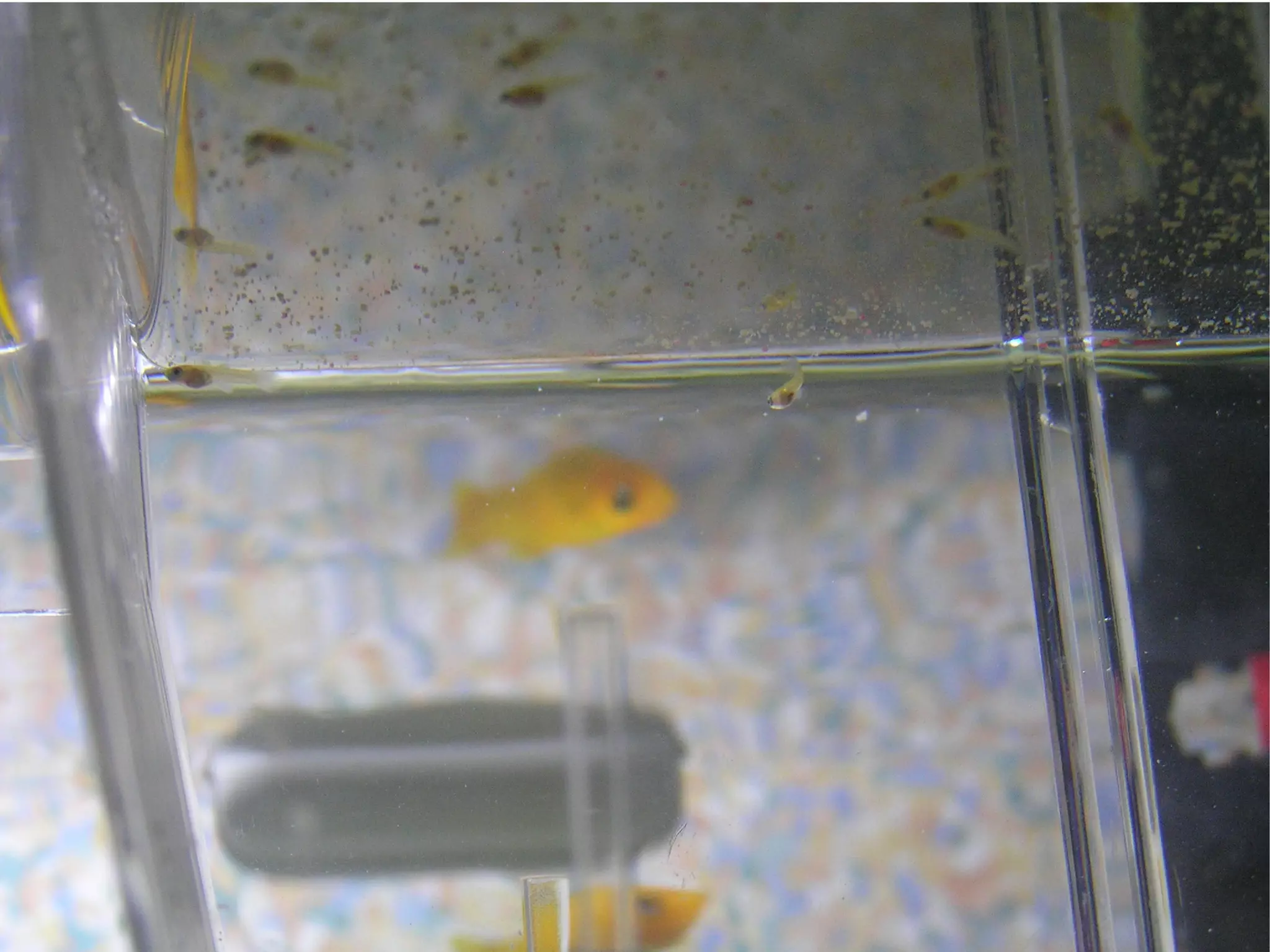 Anatomia dels peixos | PPT