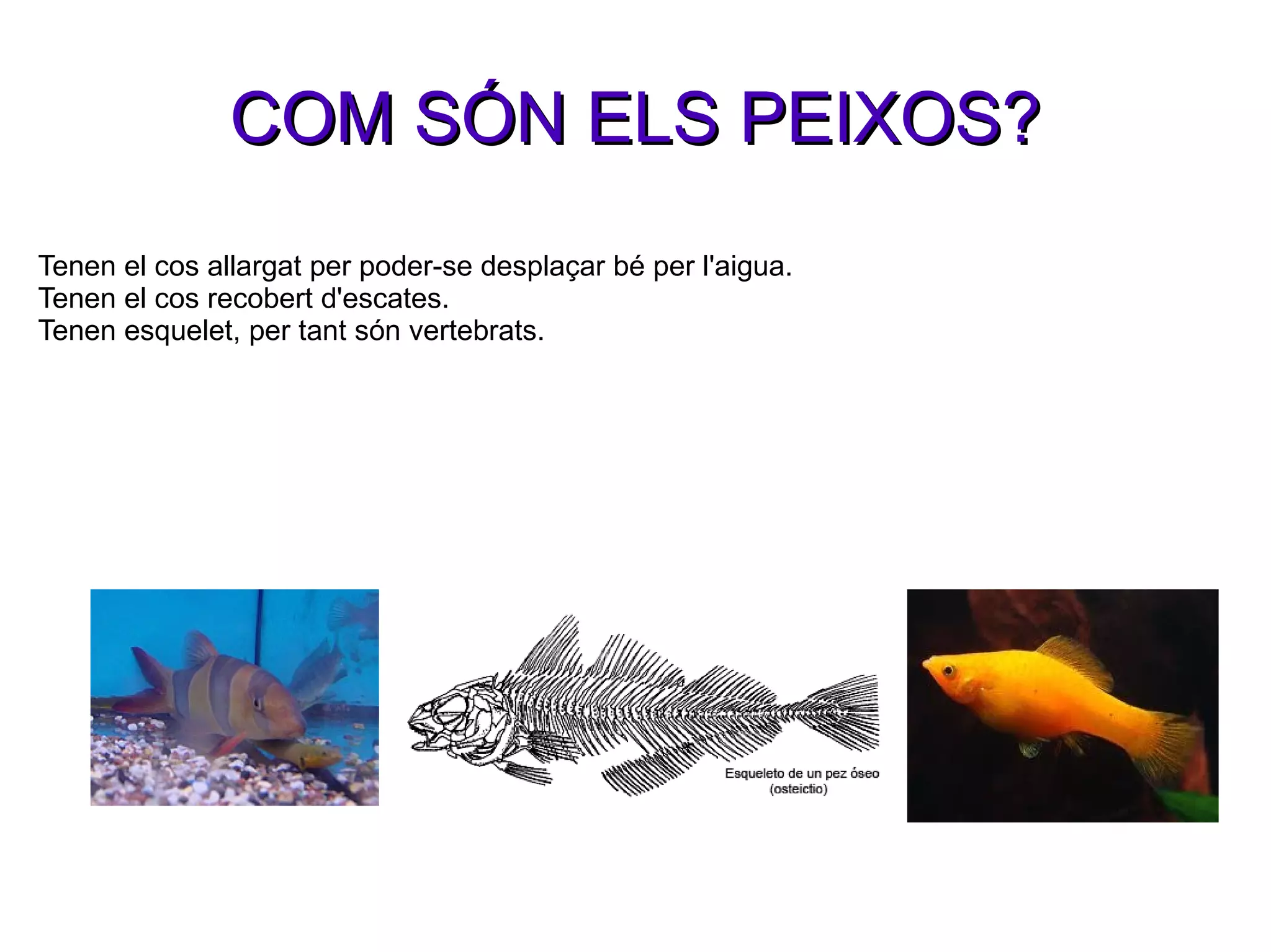 Anatomia dels peixos | PPT