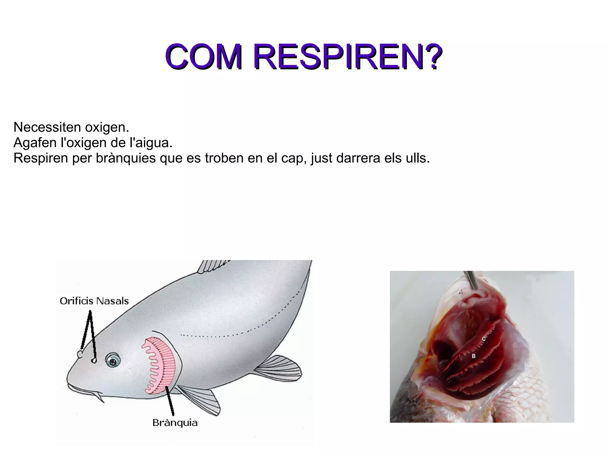 Anatomia dels peixos | PPT