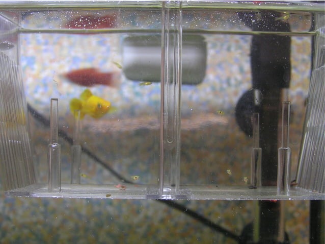 Anatomia dels peixos | PPT