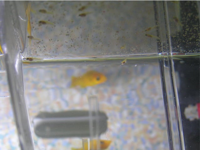 Anatomia dels peixos | PPT