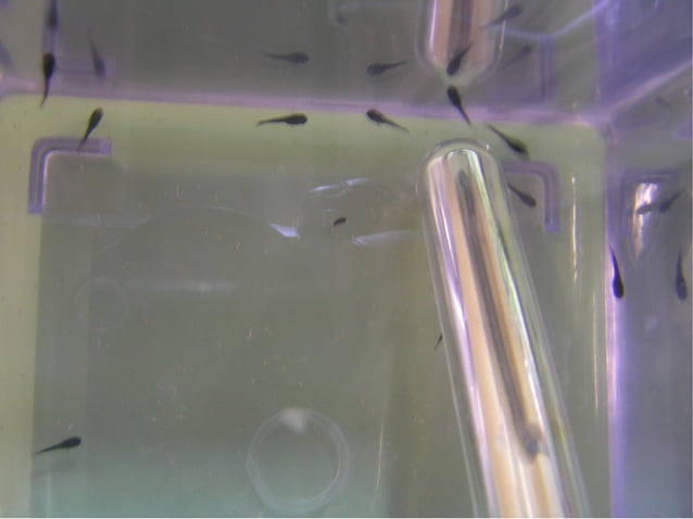 Anatomia dels peixos | PPT