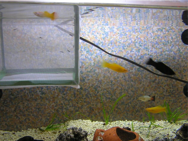 Anatomia dels peixos | PPT