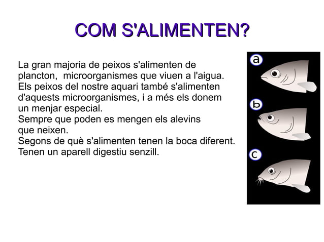 Anatomia dels peixos | PPT