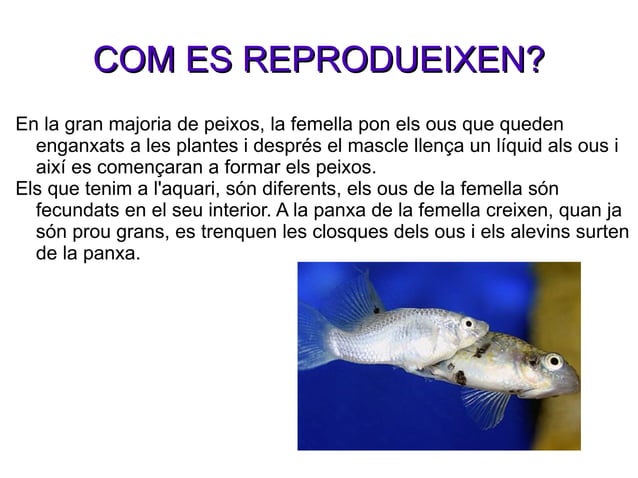 Anatomia dels peixos | PPT