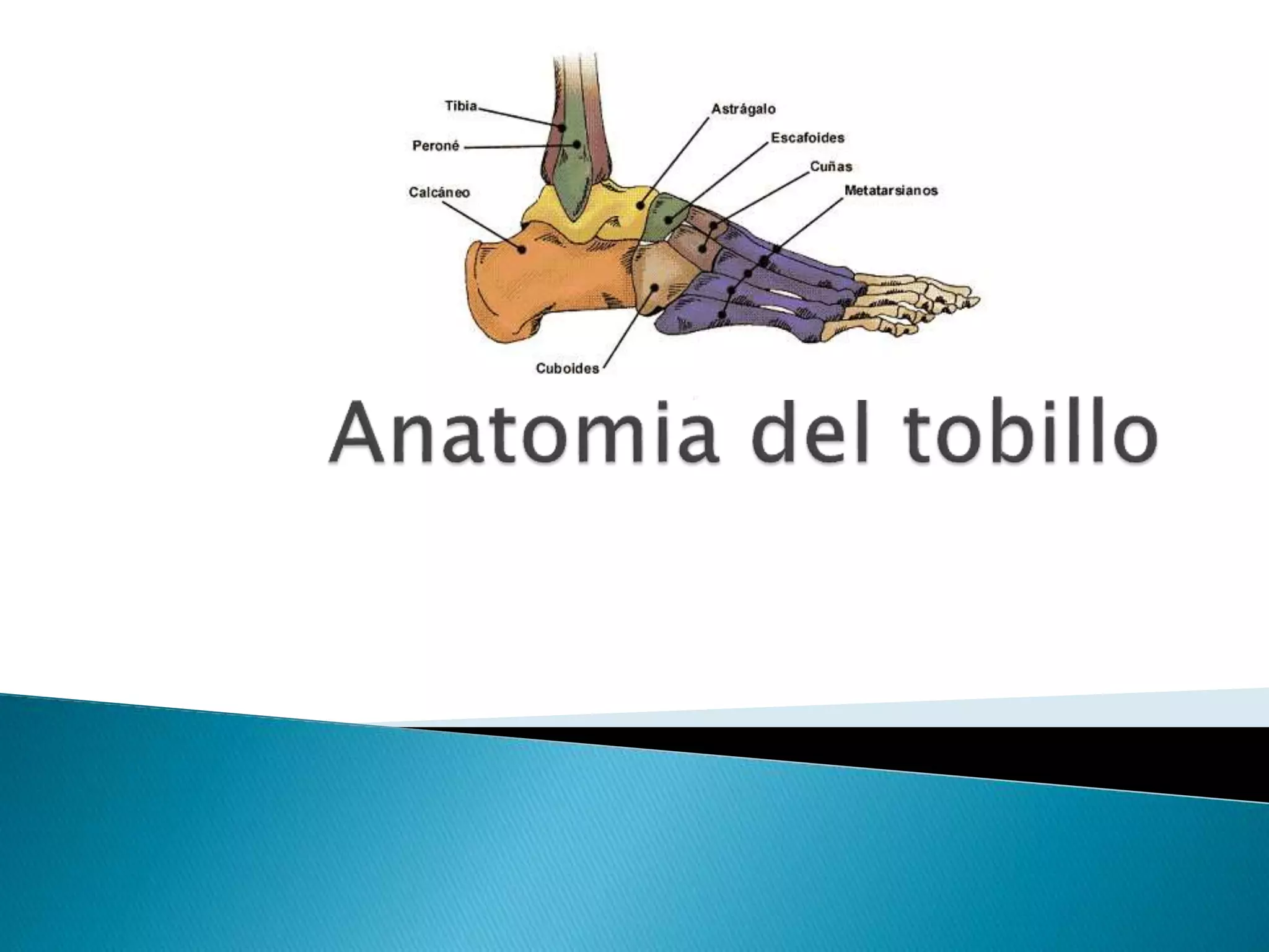 Anatomia del tobillo | PPTX