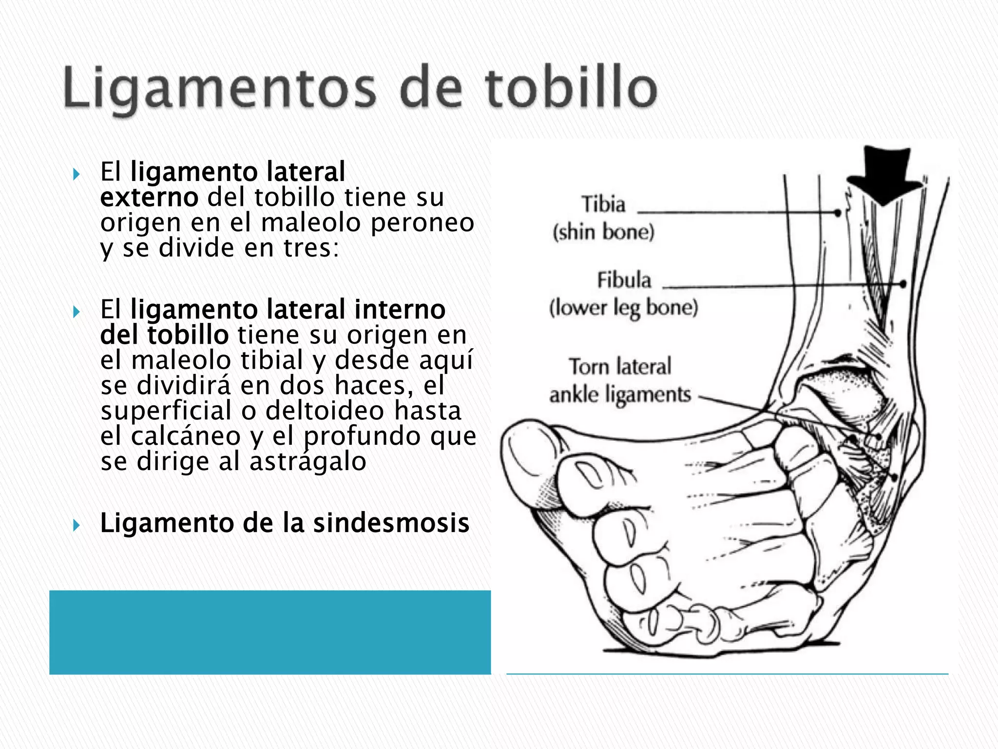 Anatomia del tobillo | PPTX