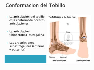 Anatomia del tobillo | PPTX