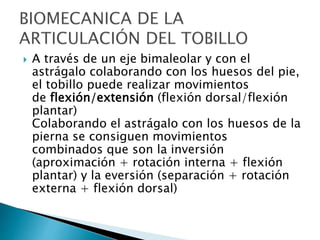 Anatomia del tobillo | PPTX