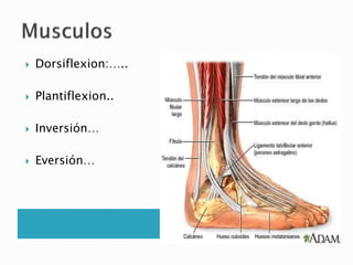 Anatomia del tobillo | PPTX