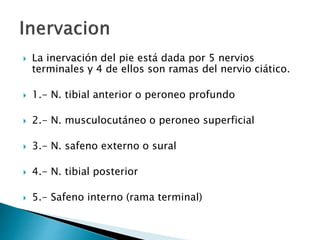 Anatomia del tobillo | PPTX