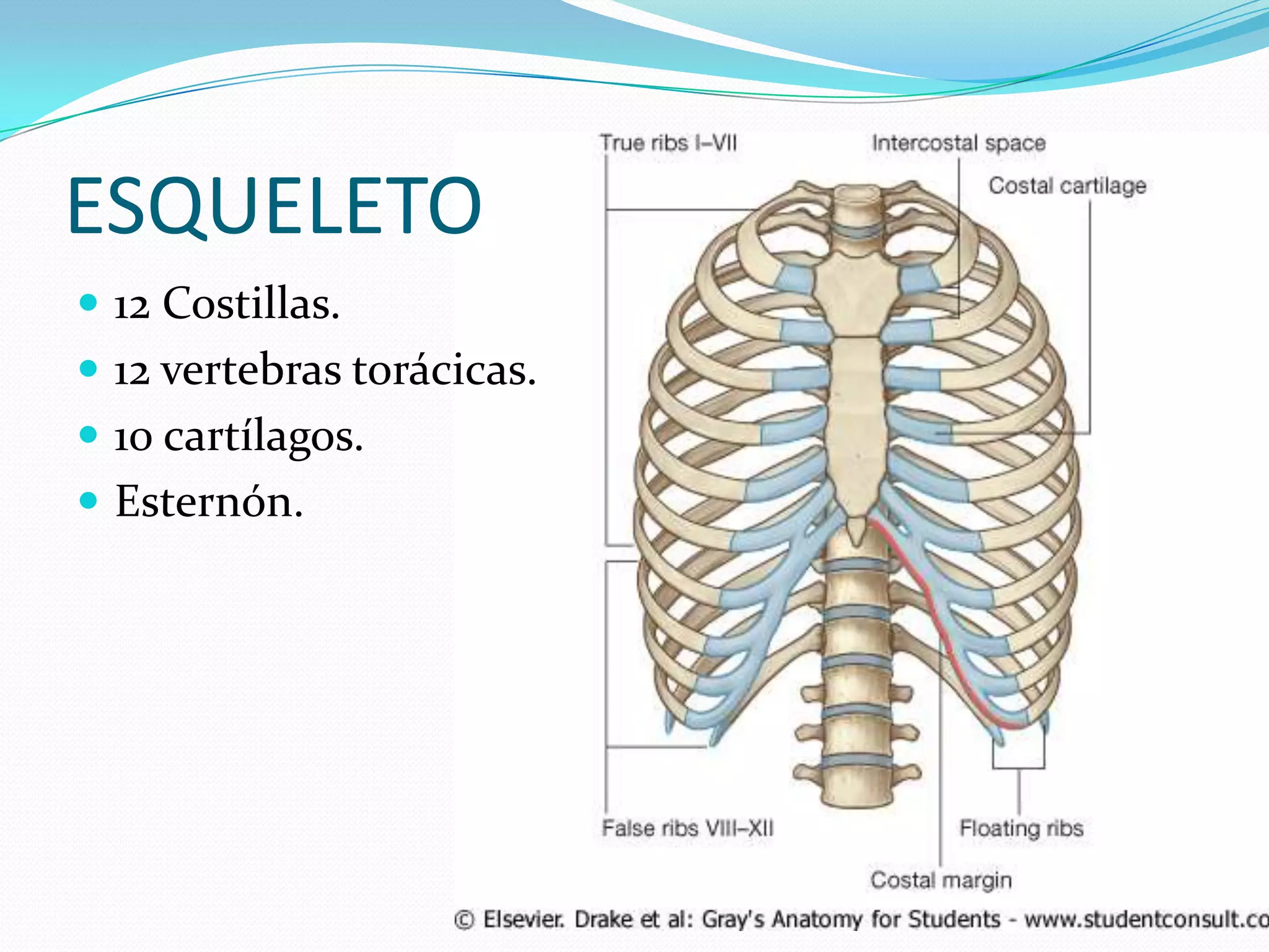 Anatomia del torax | PPTX