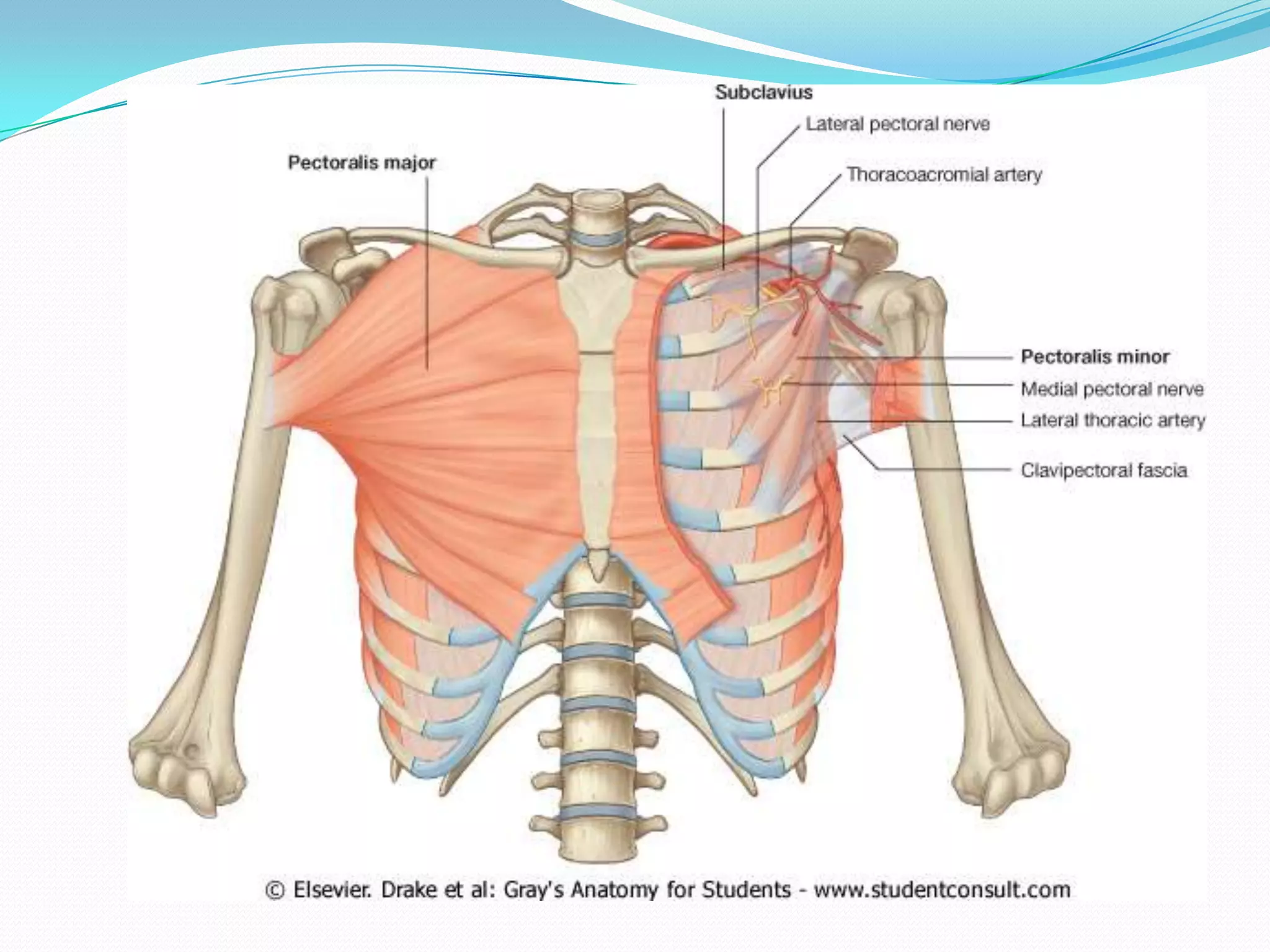 Anatomia del torax | PPTX