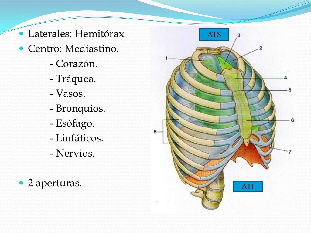 Anatomia del torax