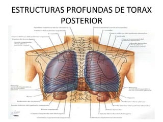 Anatomia del torax | PPTX