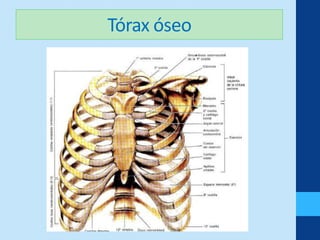 ANATOMIA DEL TORAX.pptx