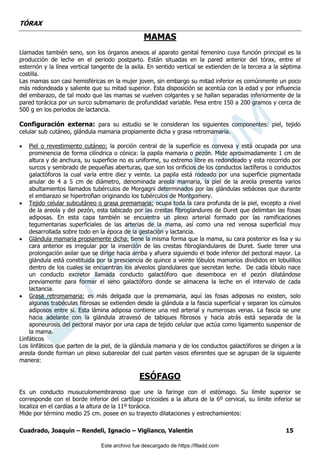 ANATOMIA DEL TORAX 3.pdf