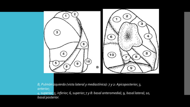 ☆ANATOMIA DEL TORAX Y TORACOTOMIA (1) (2).pdf