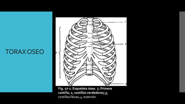 ☆ANATOMIA DEL TORAX Y TORACOTOMIA (1) (2).pdf