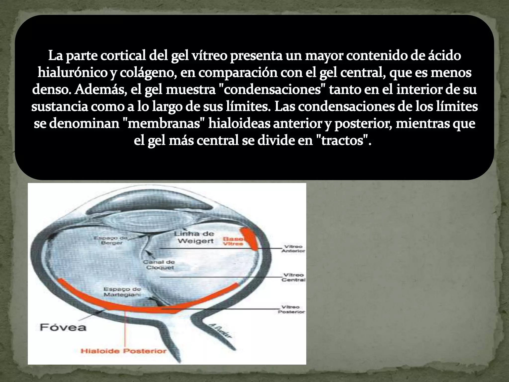 Anatomia del vitreo | PPTX