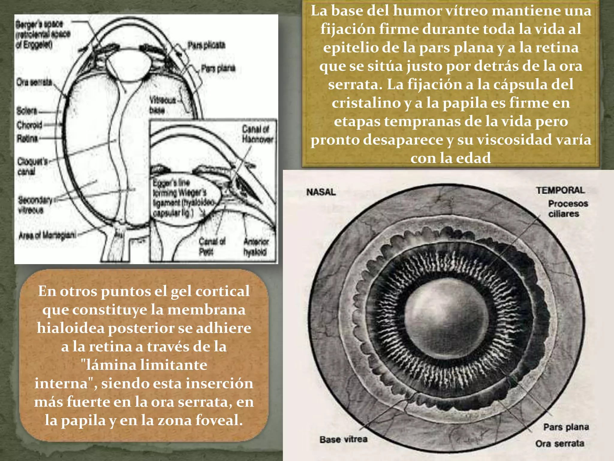 Anatomia del vitreo | PPT