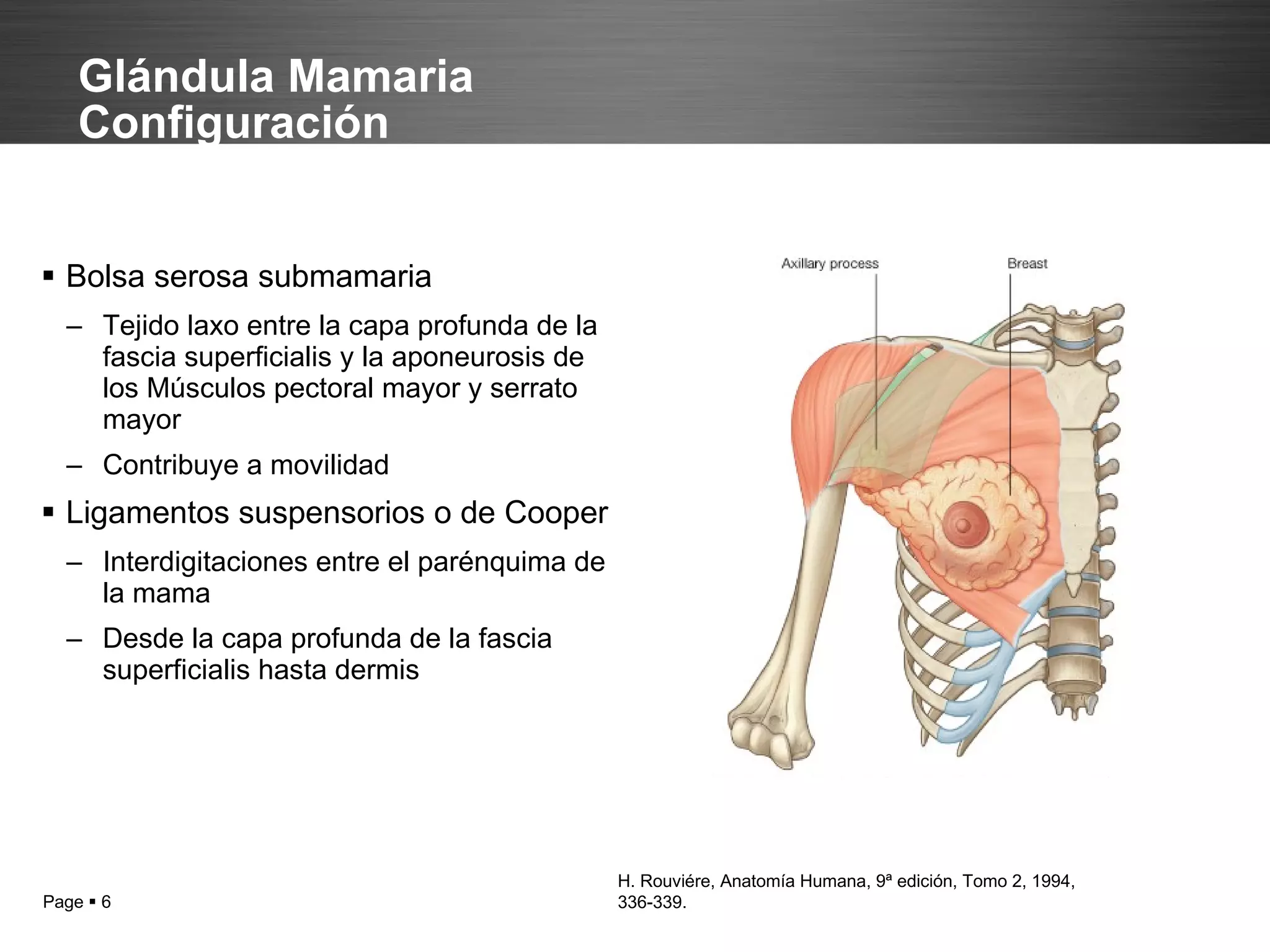 Anatomía de la máma | PPT