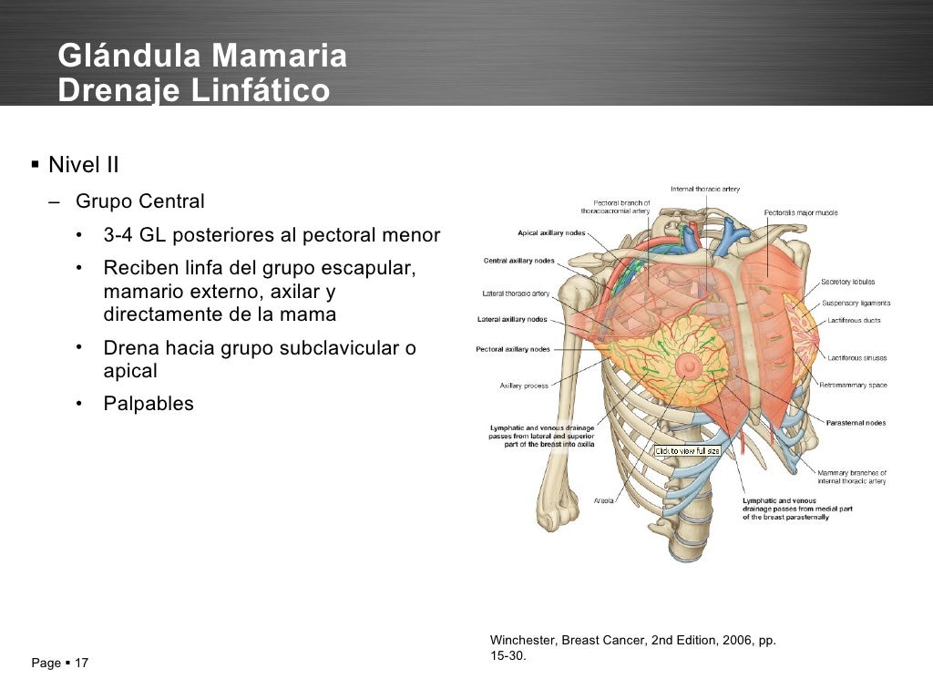 Anatomía de la máma