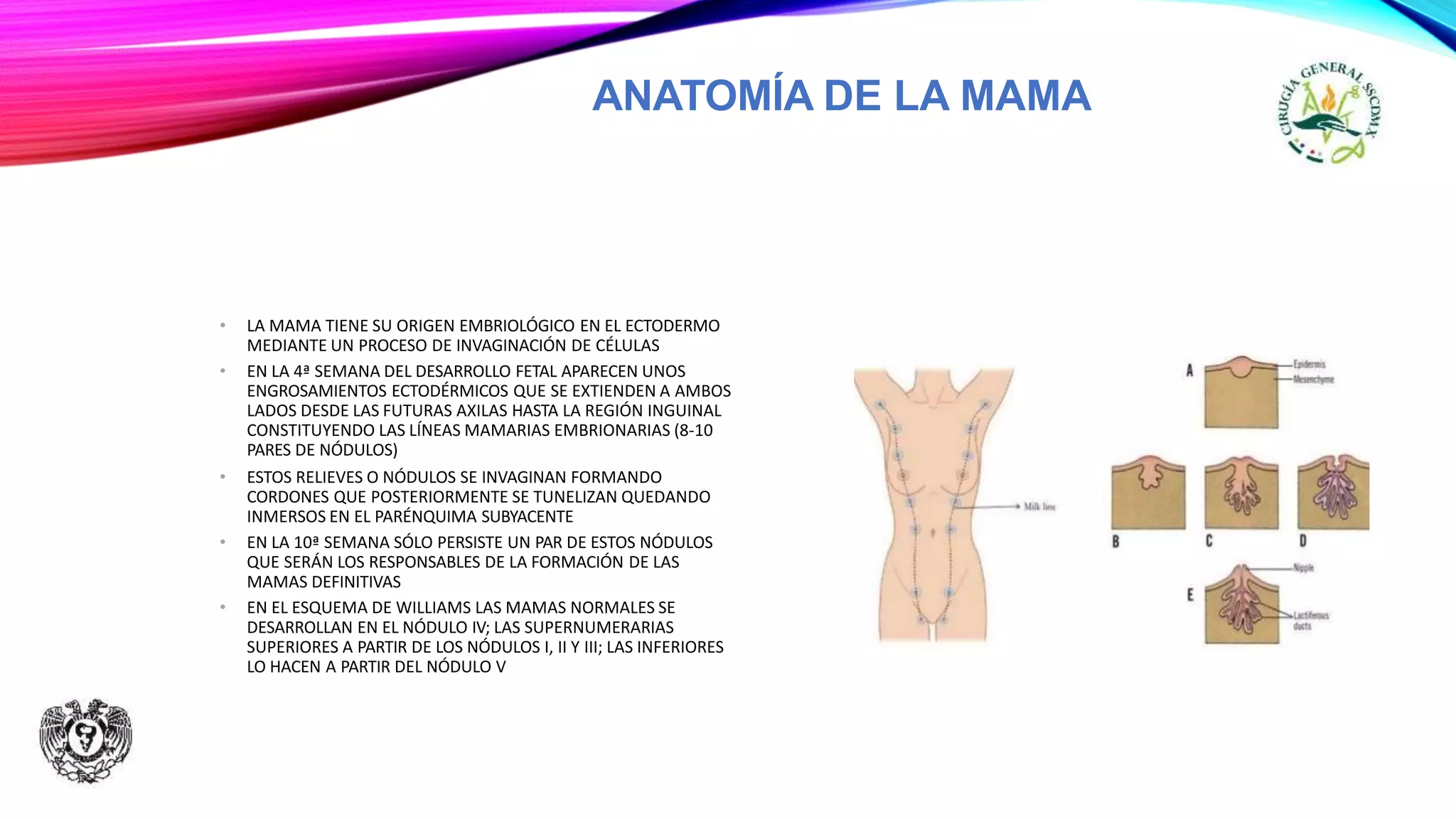 ANATOMIA DE MAMA.pptx