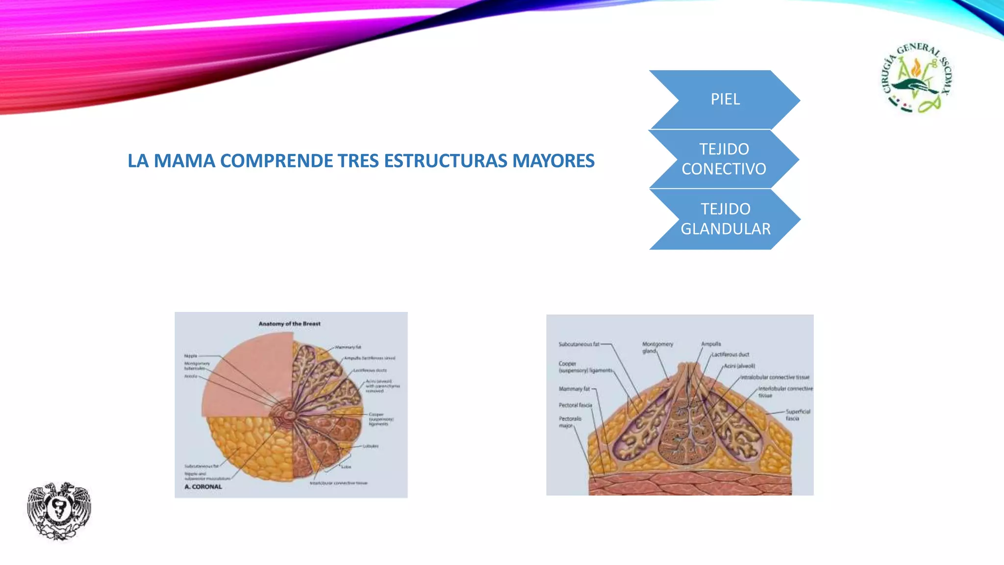ANATOMIA DE MAMA.pptx