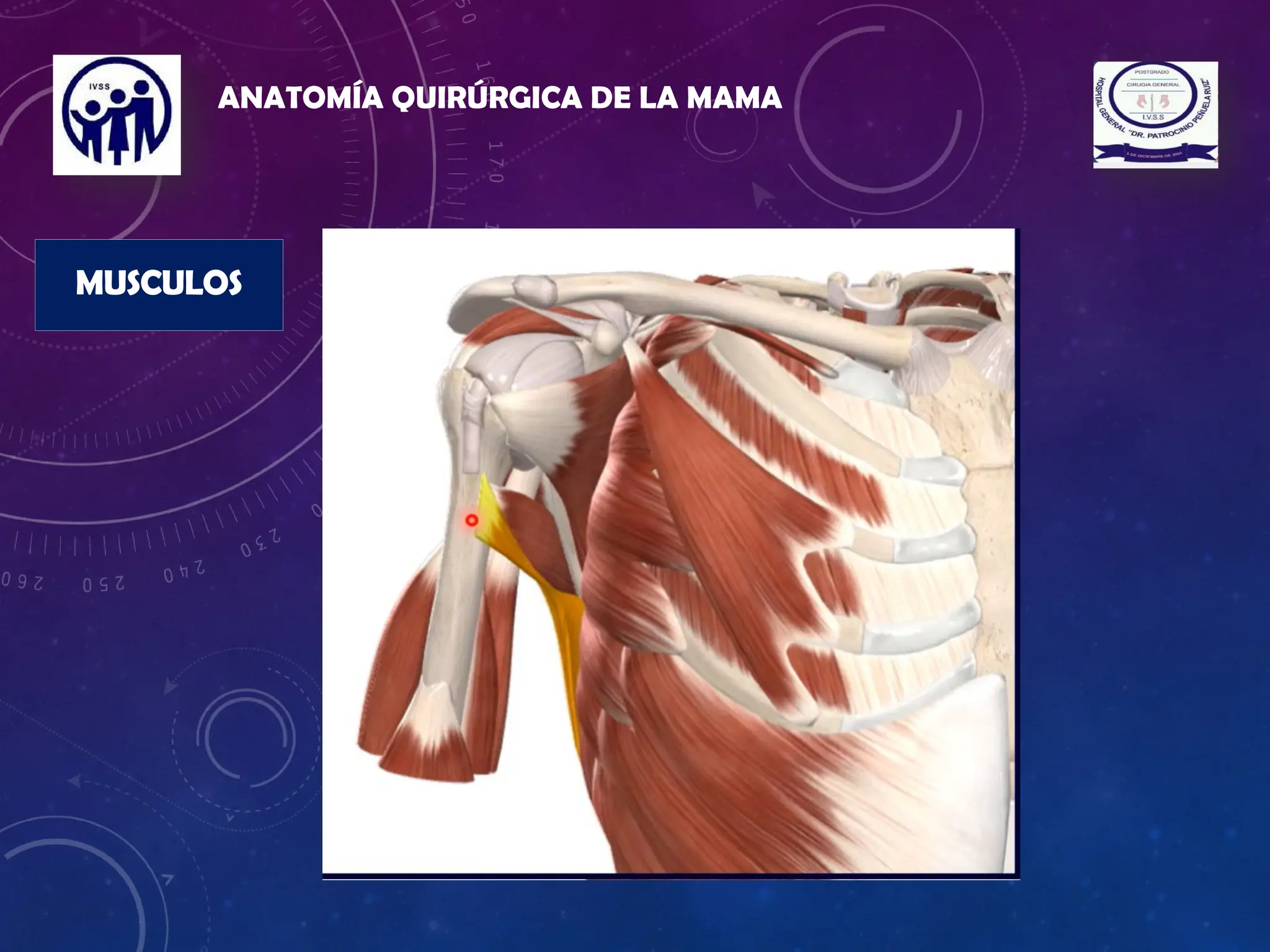 anatomía quirúrgica de mamas ivss 2024.pptx