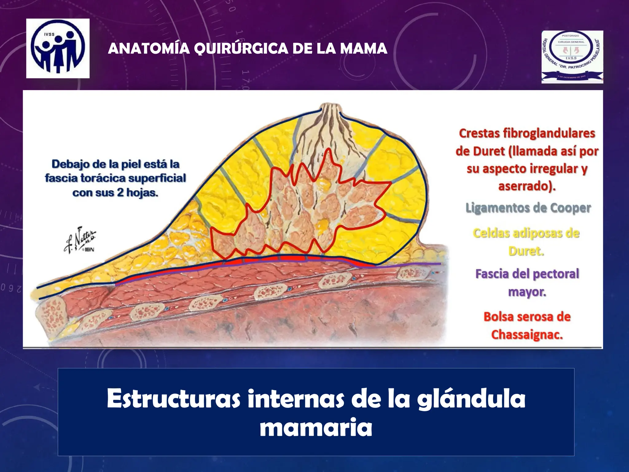 anatomía quirúrgica de mamas ivss 2024.pptx