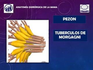 anatomía quirúrgica de mamas ivss 2024.pptx