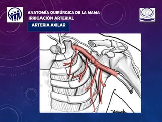 anatomía quirúrgica de mamas ivss 2024.pptx