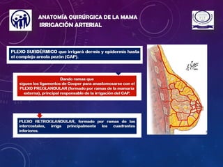 anatomía quirúrgica de mamas ivss 2024.pptx