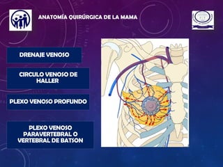 anatomía quirúrgica de mamas ivss 2024.pptx