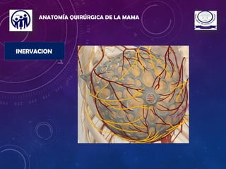 anatomía quirúrgica de mamas ivss 2024.pptx